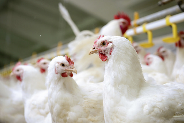 Chicken Producers Dont Use Growth Hormones Here Are The Reasons Why